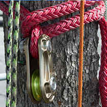 Arborist & Tree Care