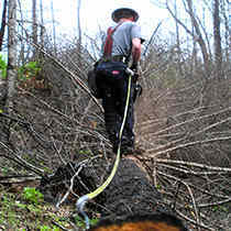 Forestry & Woodcutting